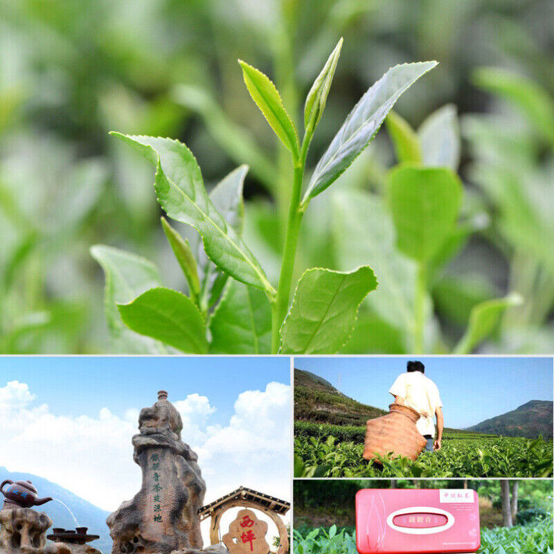 Oolong Tea Classic Nongxiang Aroma Flavor Anxi Tie Guan Yin Tea Chin